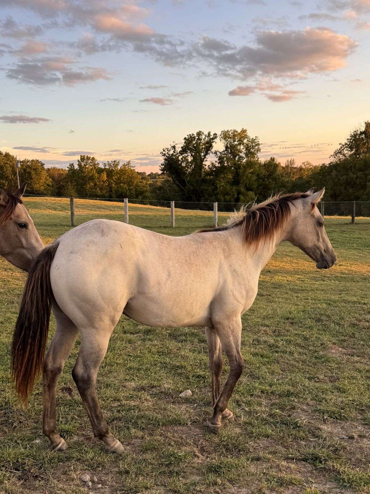 Coming 2 Yr Old Quarter Horse Filly