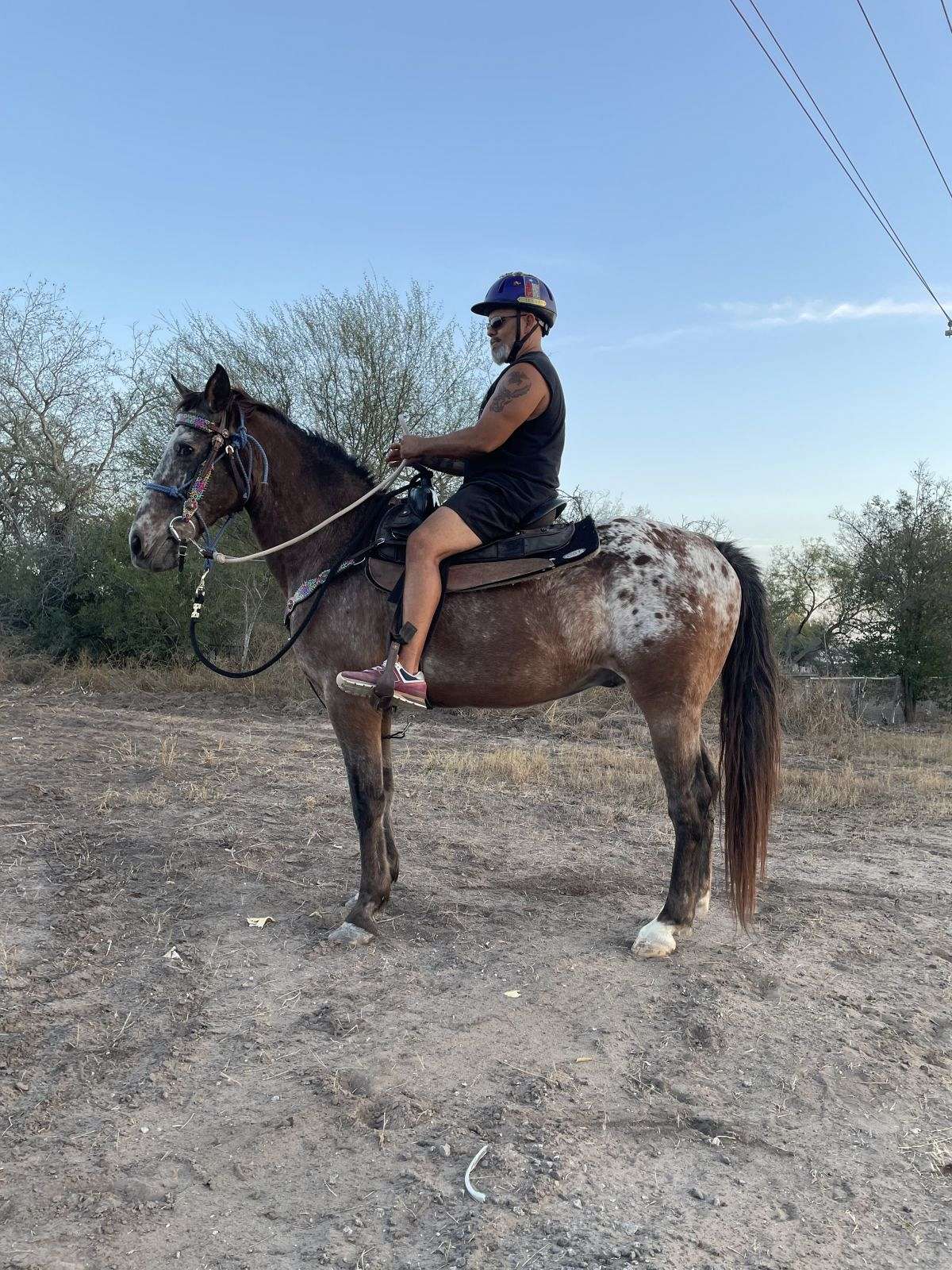 Gorgeous Anyone Can Appaloosa Geldingride