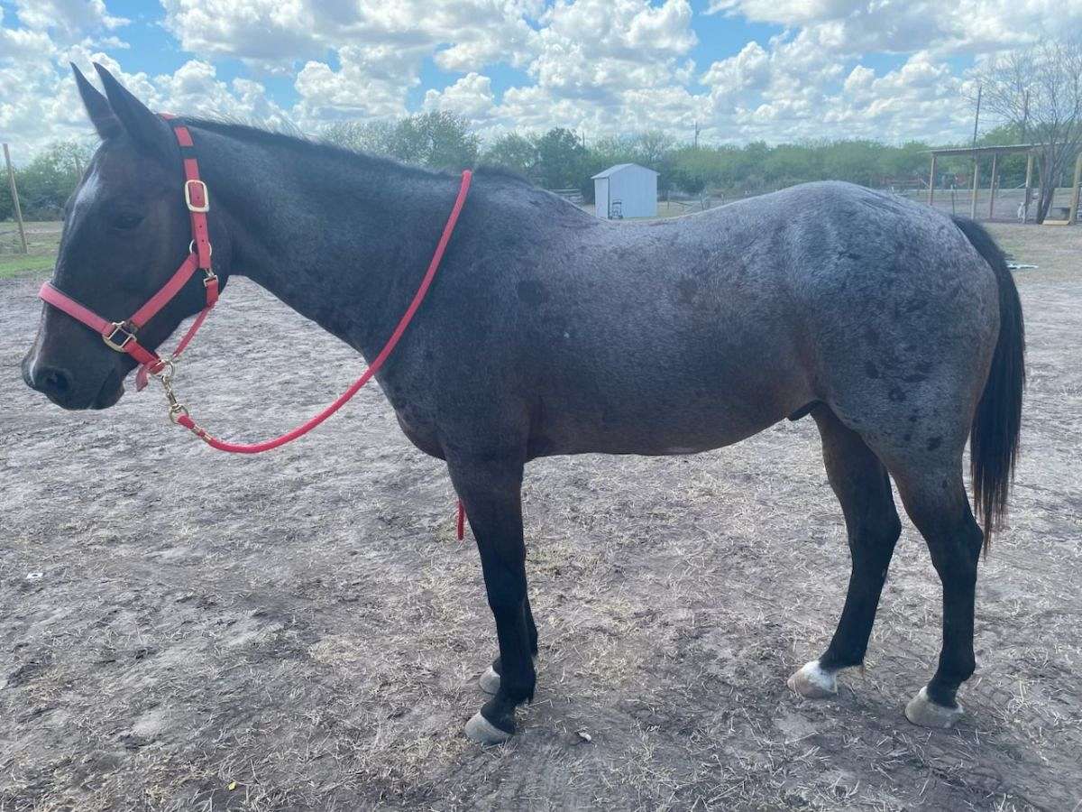 Handsome Blue Roan Ranch Gelding - Anyone Can Ride