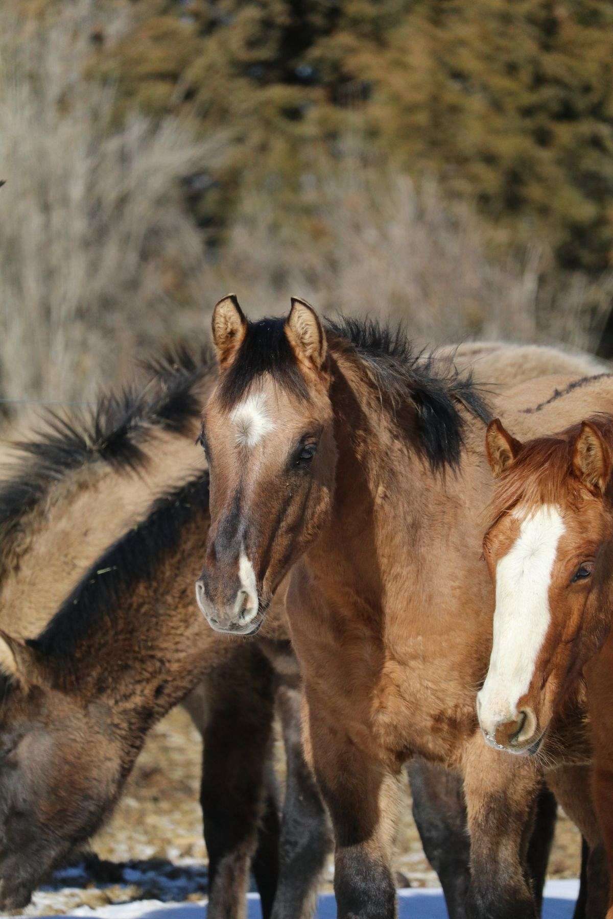 2024 AQHA Dun Stud Colt~ Quality Cow-Horse Prospect!