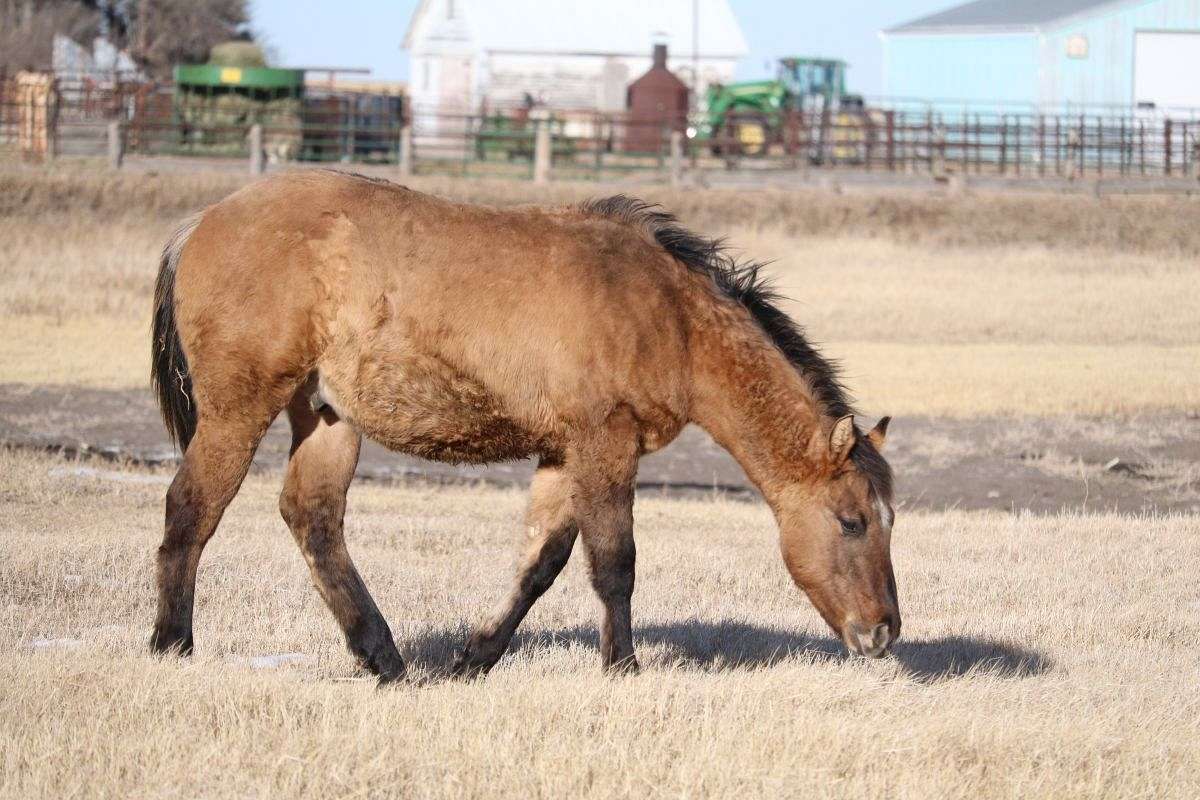 2024 AQHA Dun Stud Colt~ Quality Cow-Horse Prospect!