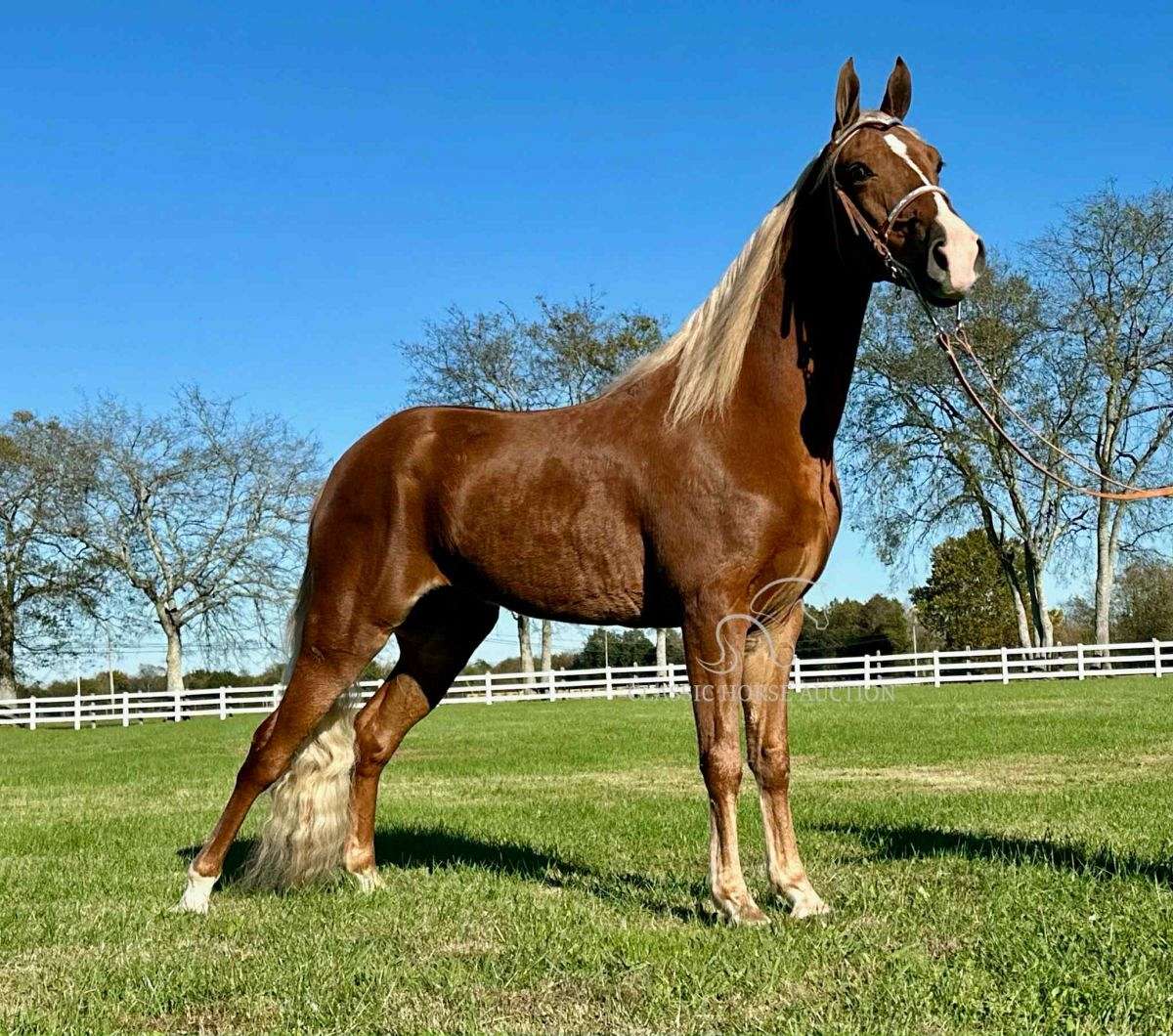 Registered Tennessee Walking Horse Sorrel Trail Horse
