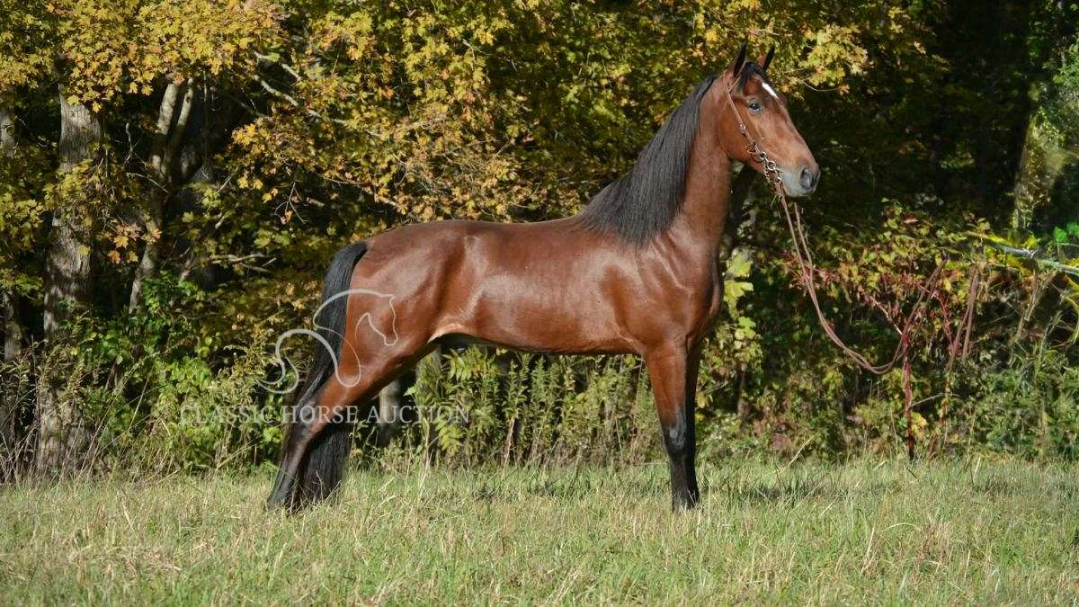 Bay Registered Tennessee Walking Horse Trail Horse