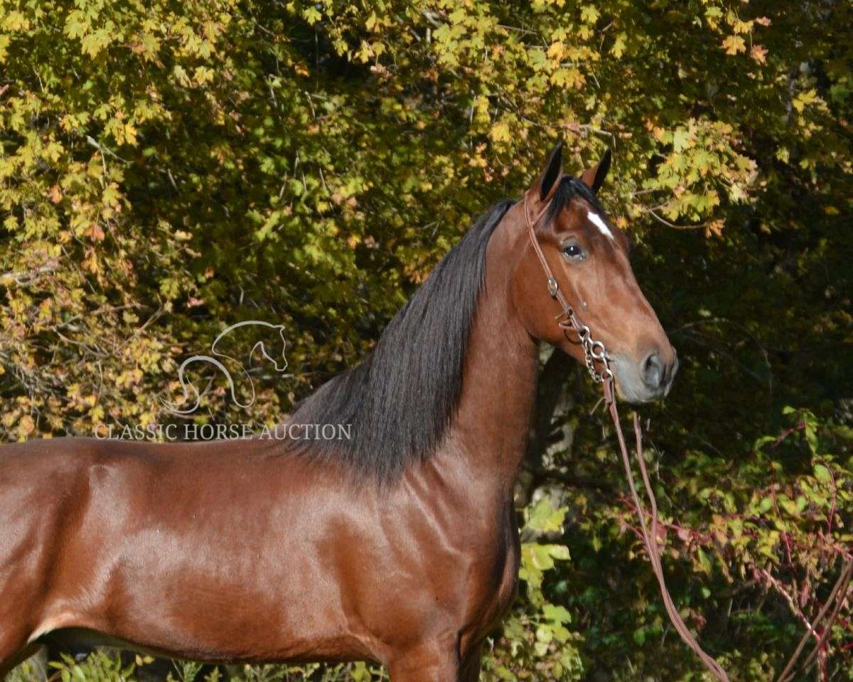 Bay Registered Tennessee Walking Horse Trail Horse