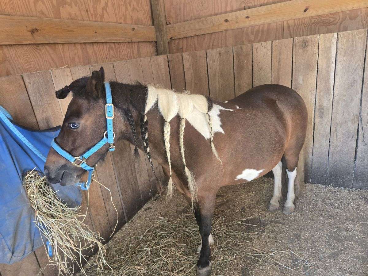 Miniature Pony