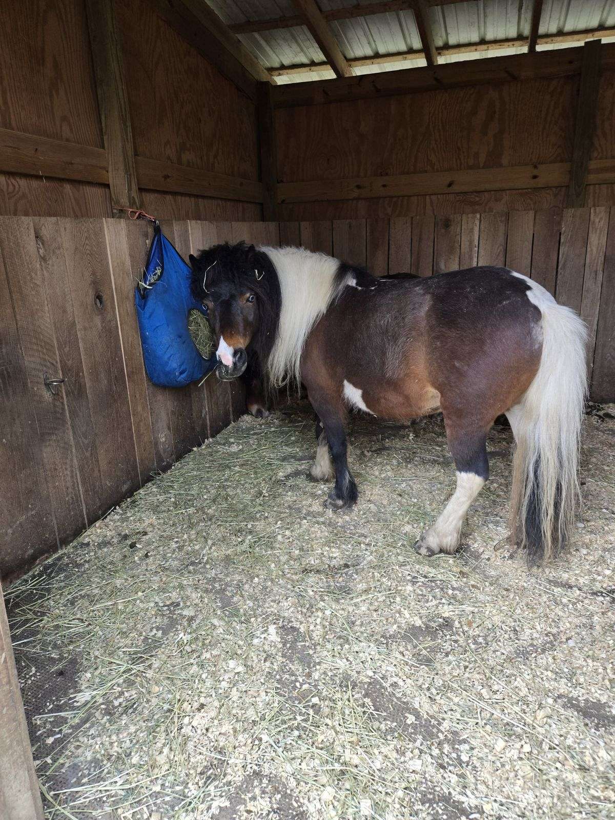 Miniature Pony