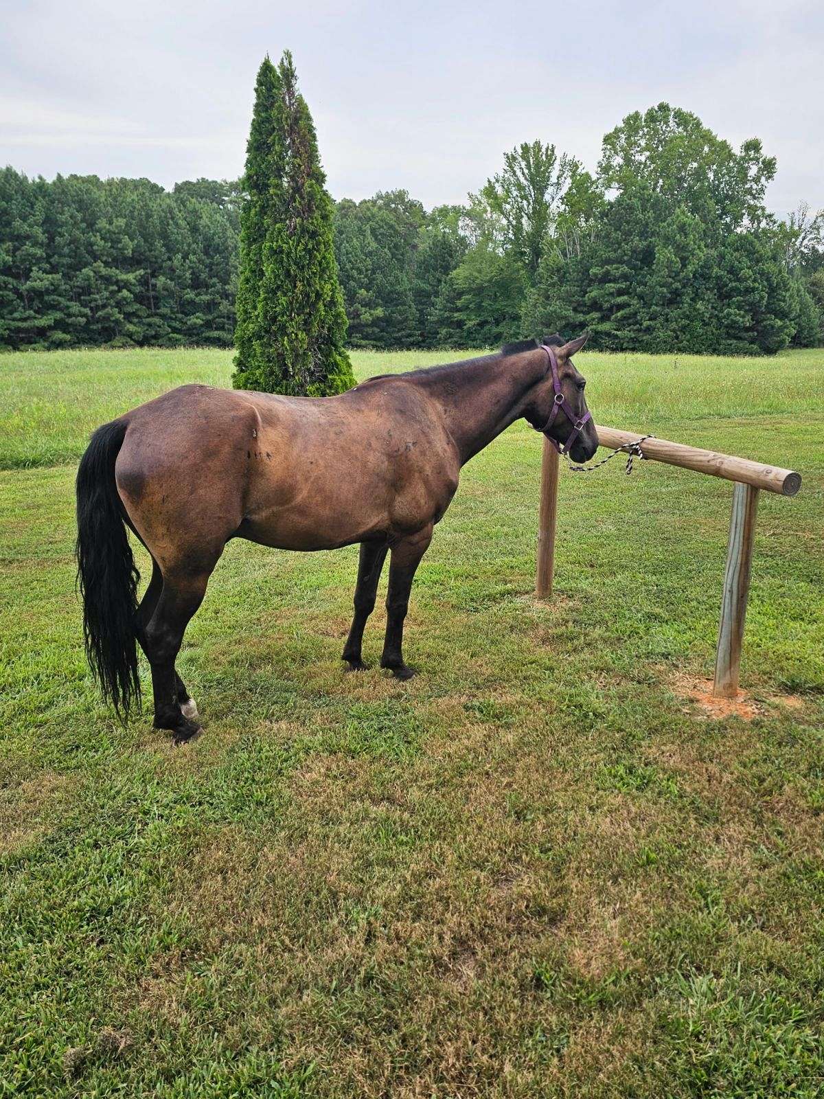 Pasture Mate Gelding