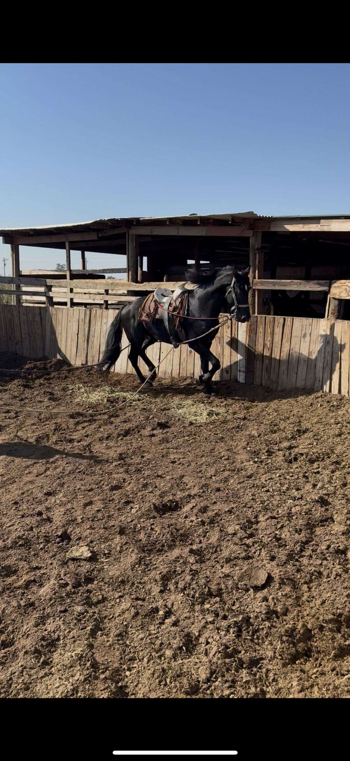 Warlander Stallion
