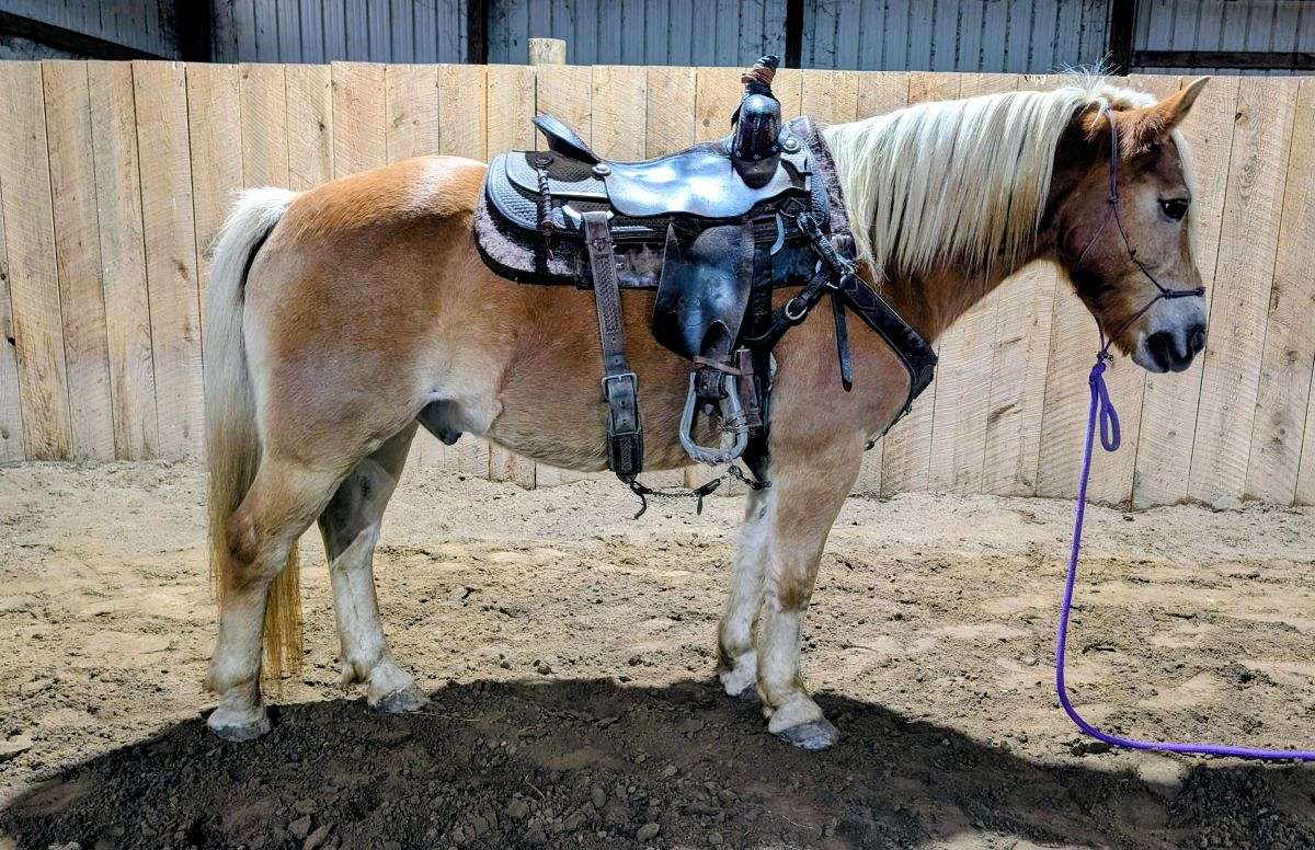 Henry 9yo Grade Halflinger Gelding