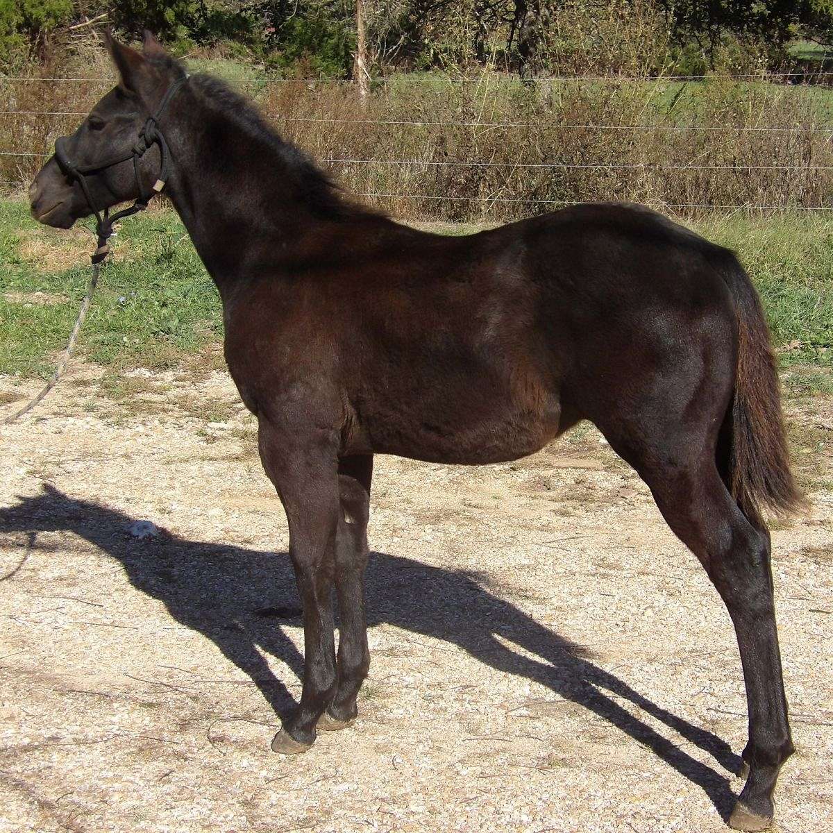 Top King Maverick, Black AQHA 2025 Colt. Foundation and Cow Bred Stock