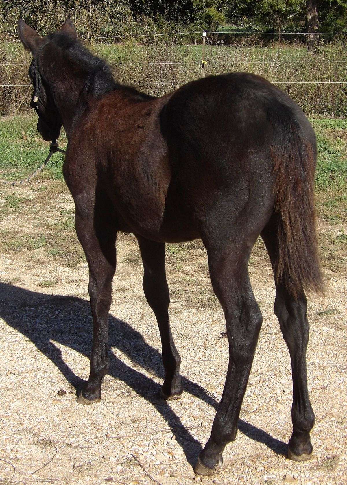 Top King Maverick, Black AQHA 2025 Colt. Foundation and Cow Bred Stock