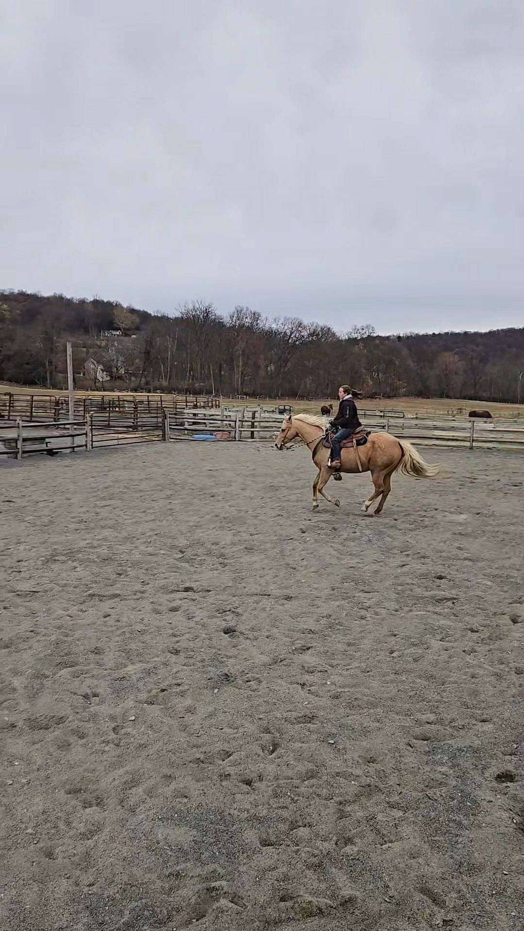 Sky! Family Horse