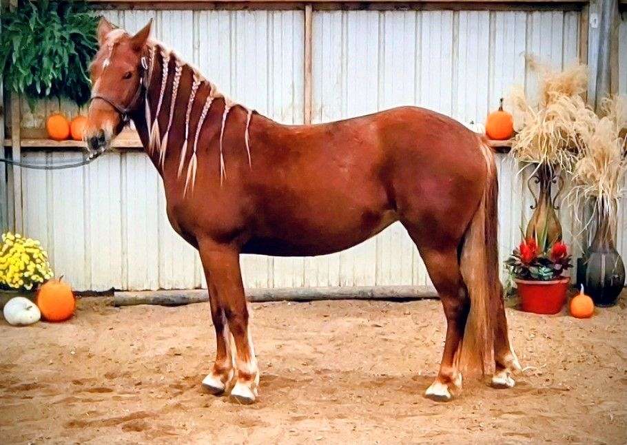 Flashy, Solid, Mare. Flashy.