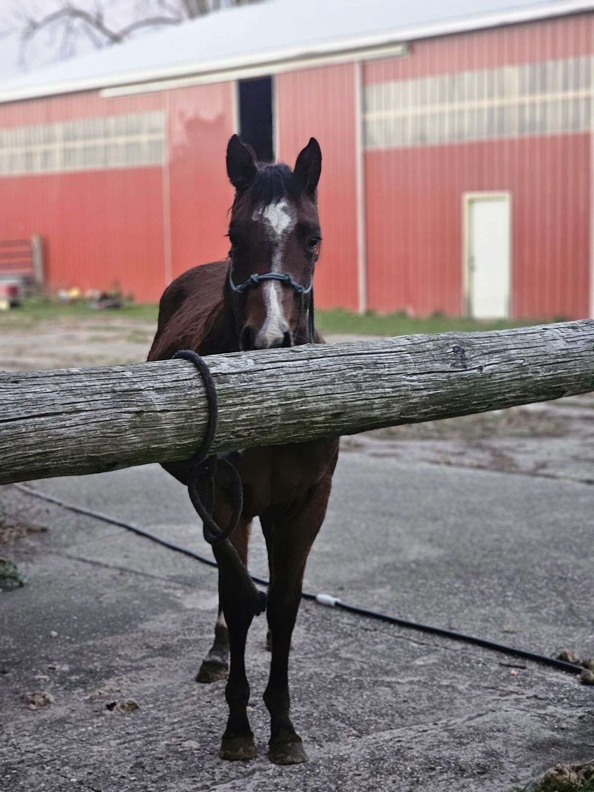 Bay AQHA Filly $2000