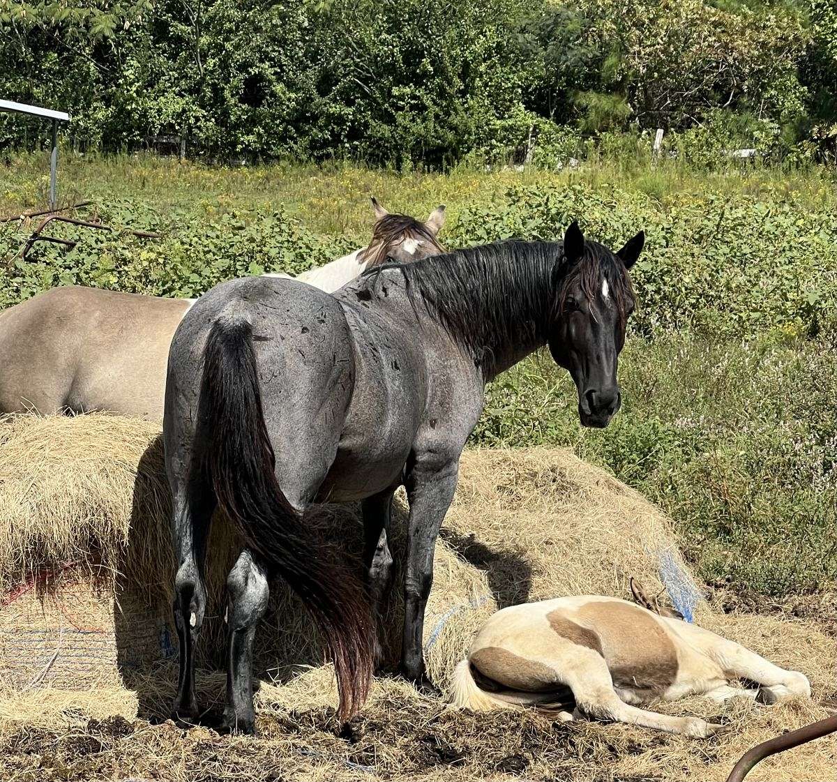 Blue Roan Quarter Horse Stud