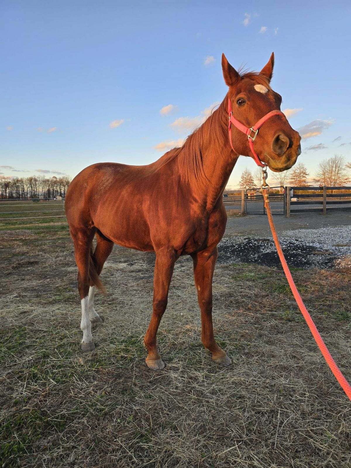 Stunning Sorrel Mare With Equally Amazing Personality