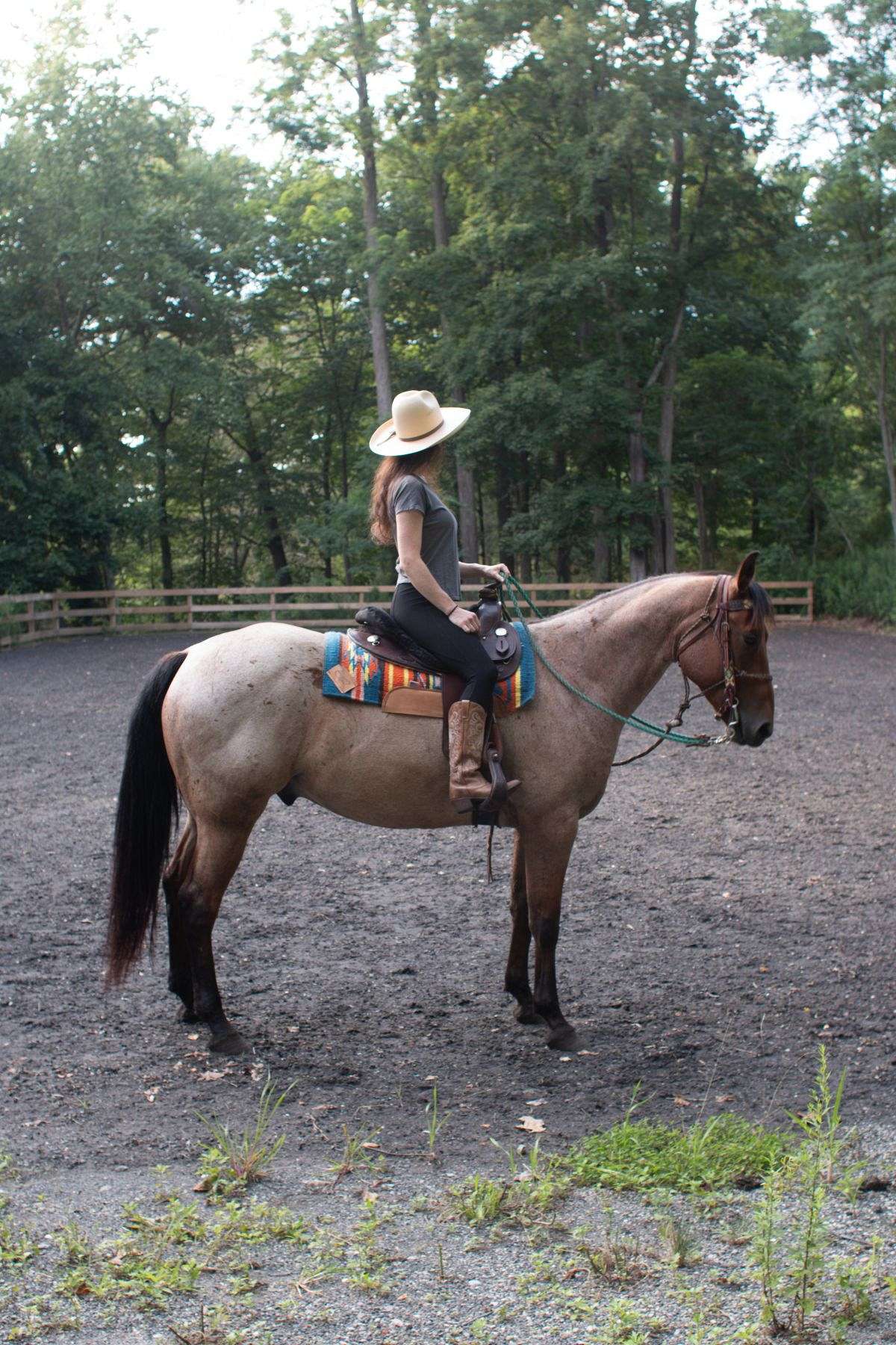 Charming Bay Roan AQHA Gelding