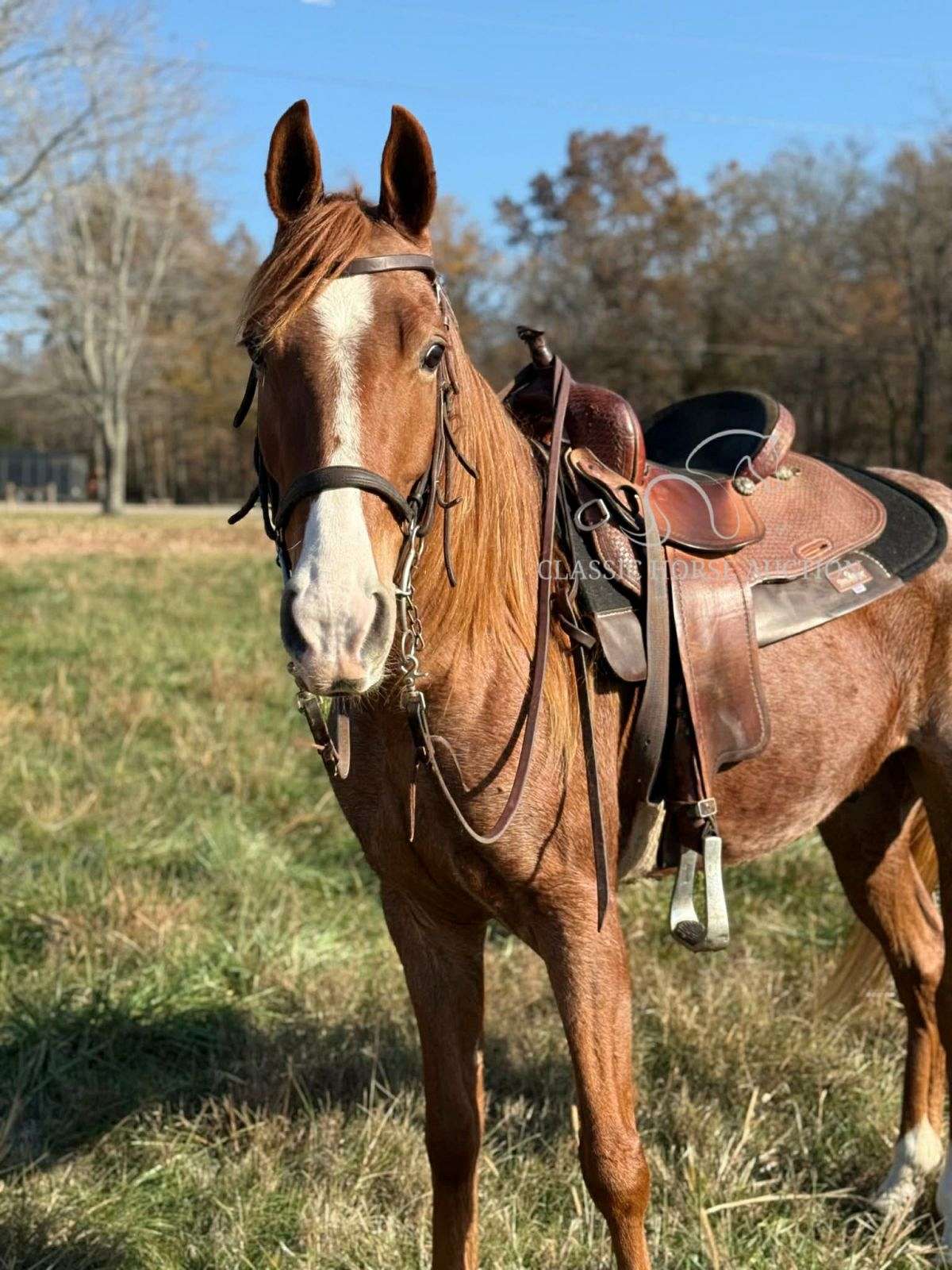 Red Roan Tennessee Walking Horse Gelding