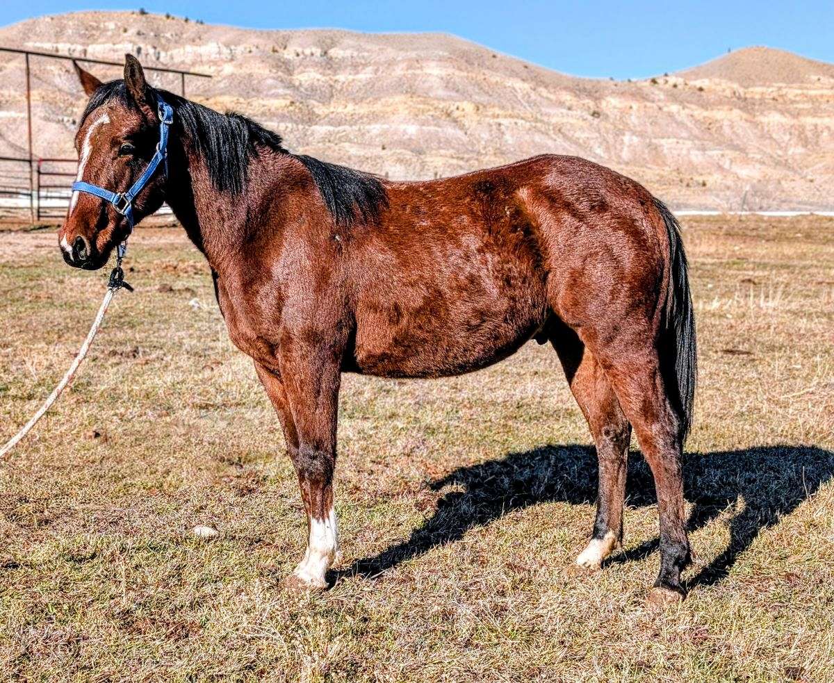 2024 AQHA Horse Colt
