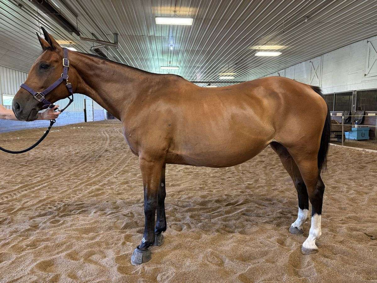 Fancy Jumper Prospect