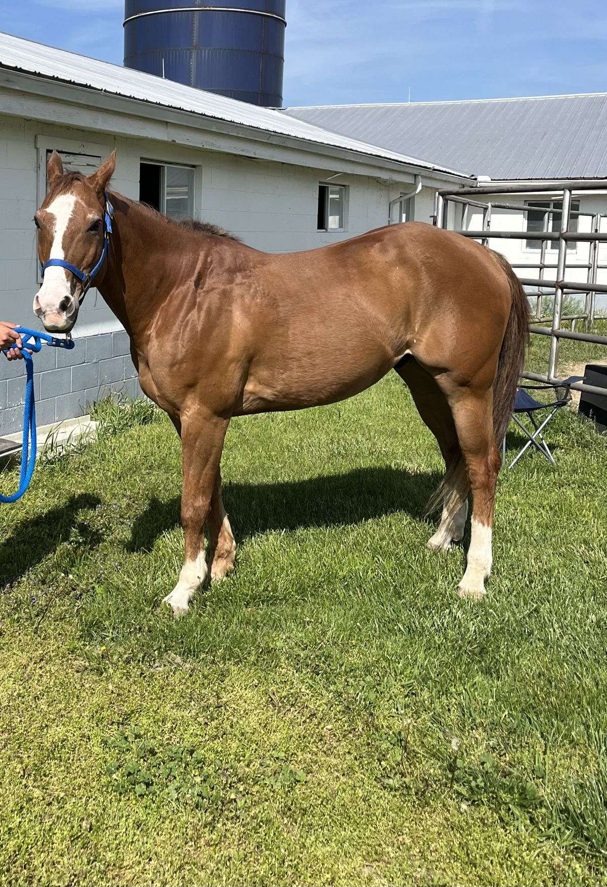 15-Year-Old Registered Quarter Horse Gelding