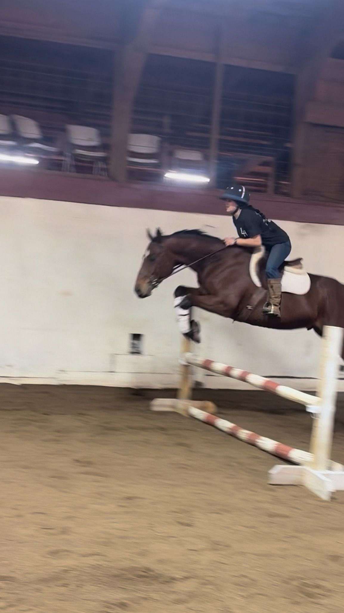 2019 Bay Gelding