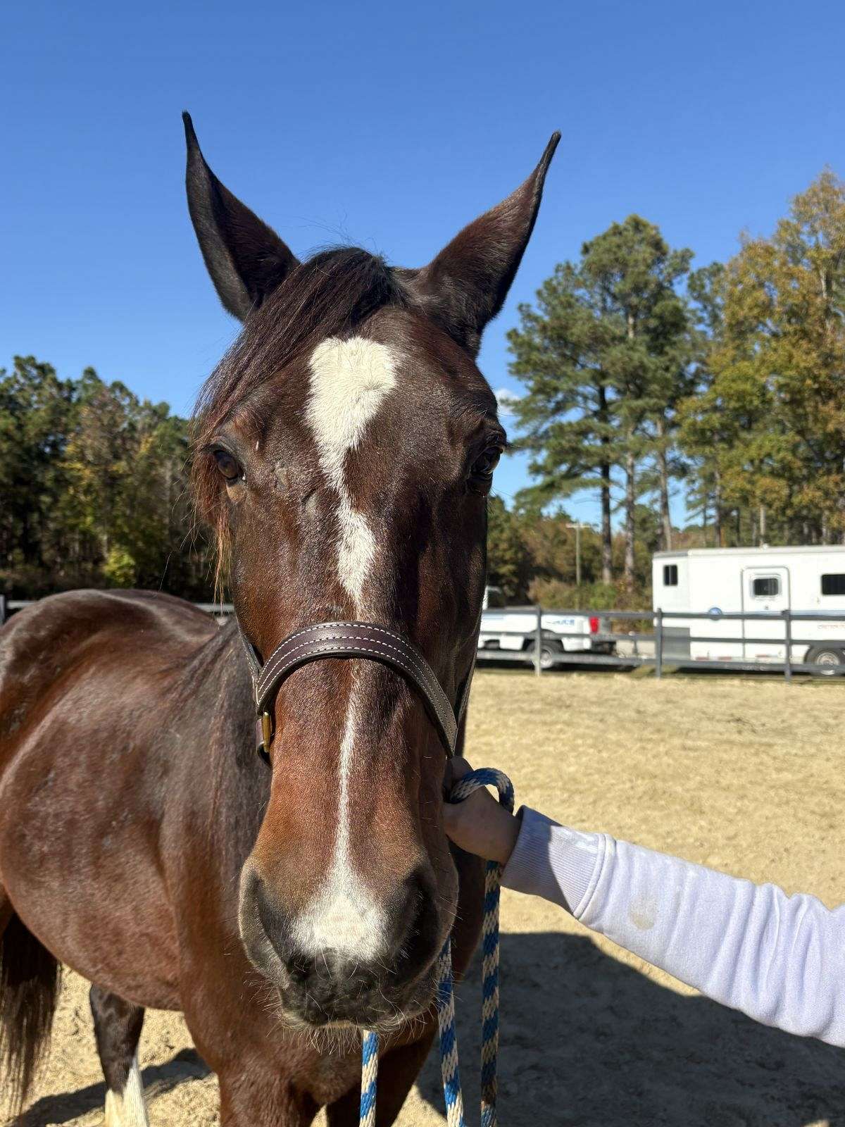 Bombproof Draft Cross Mare