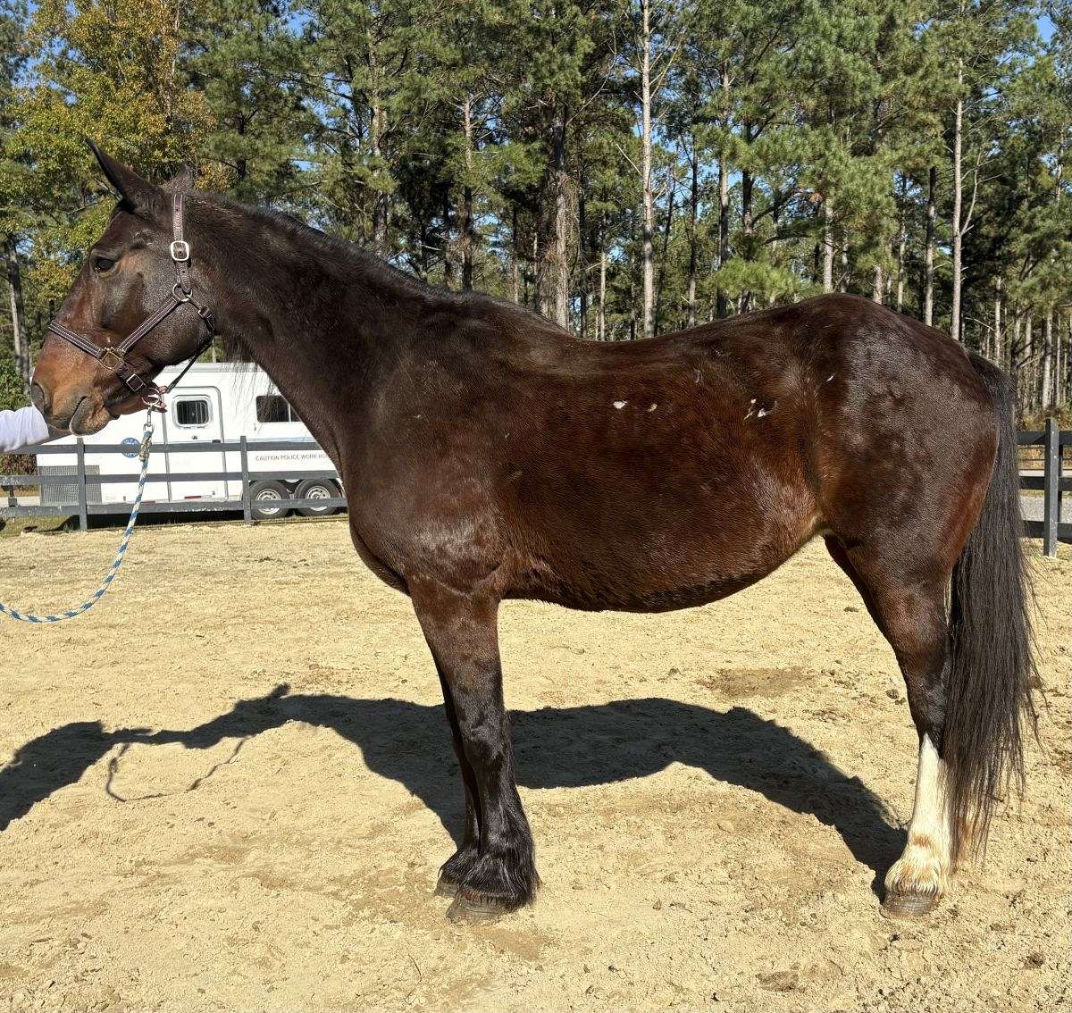 Bombproof Draft Cross Mare