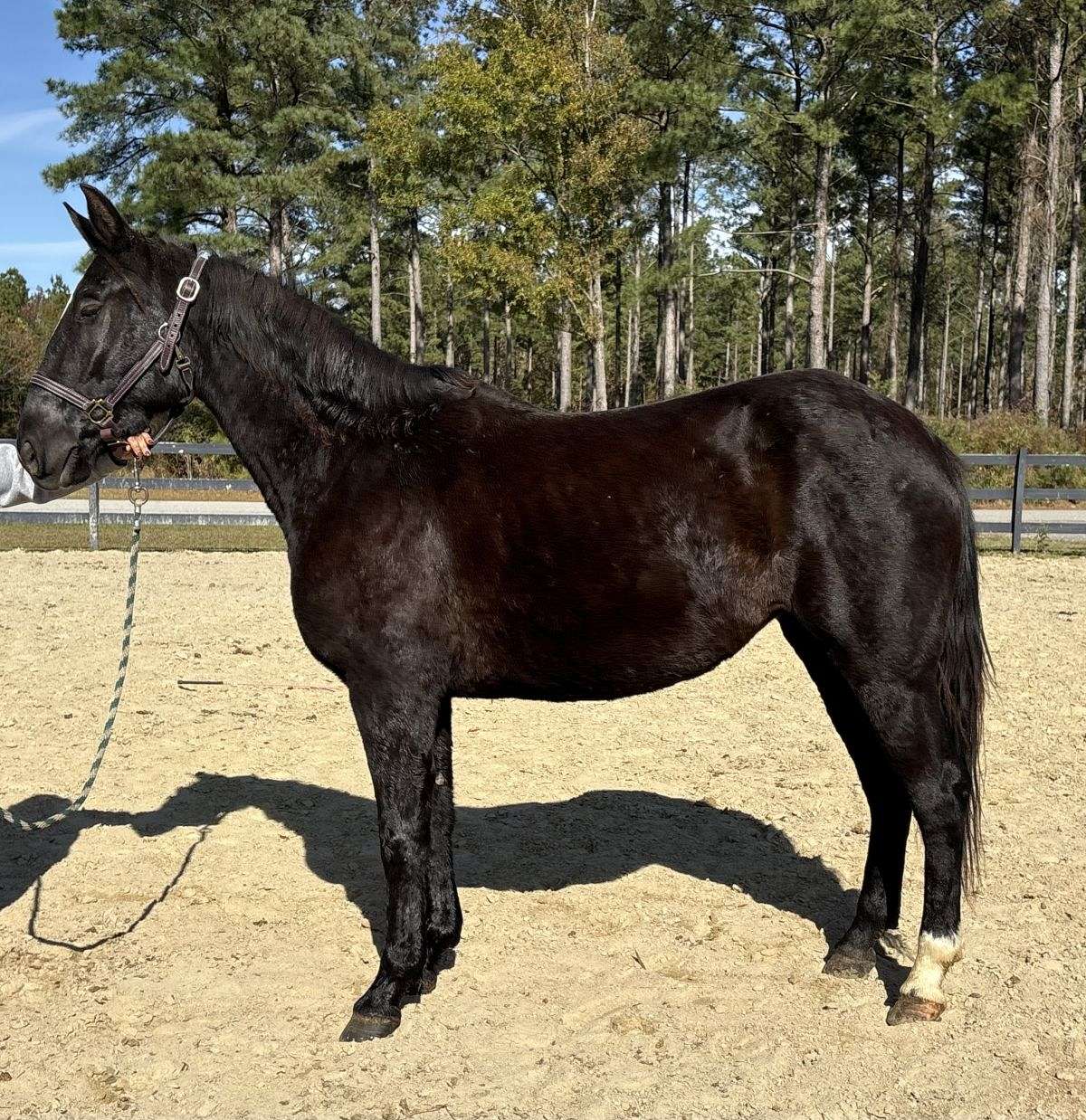 Black QH Mare