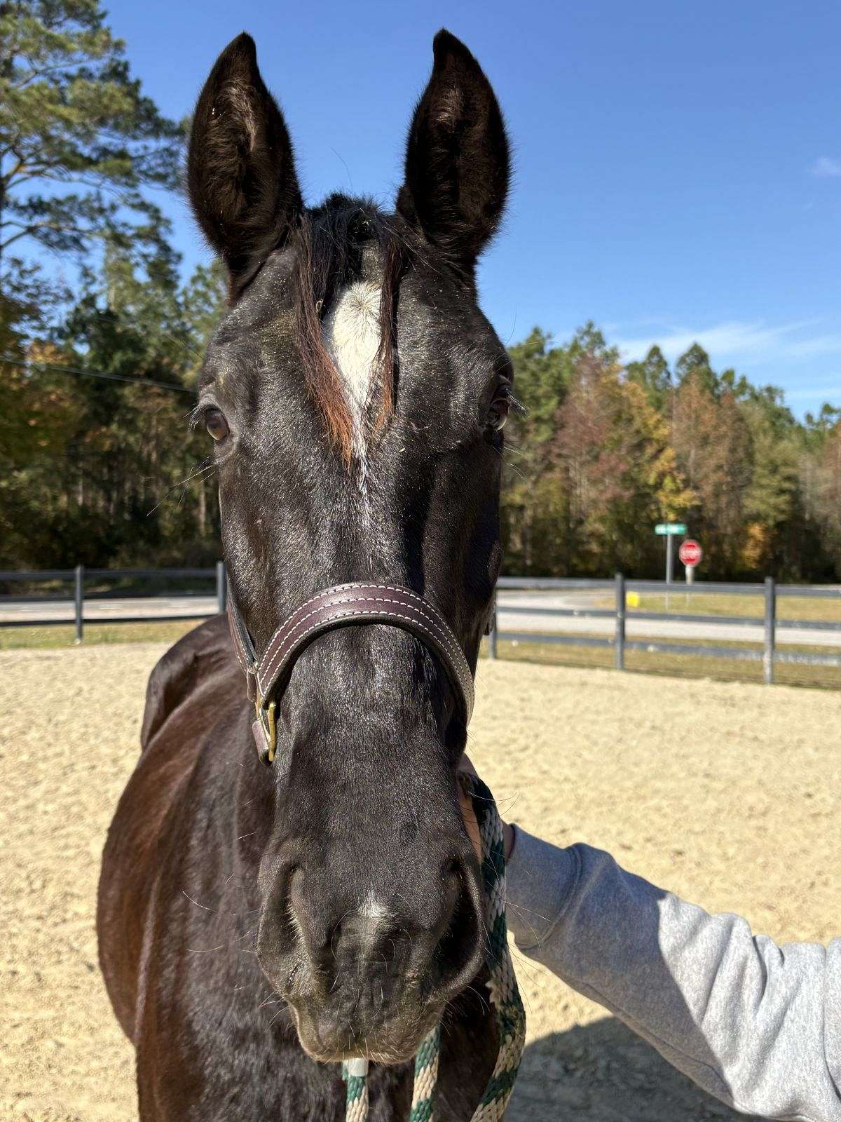 Black QH Mare