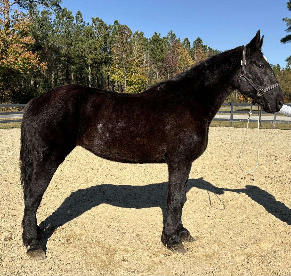 Black Draft Cross Mare