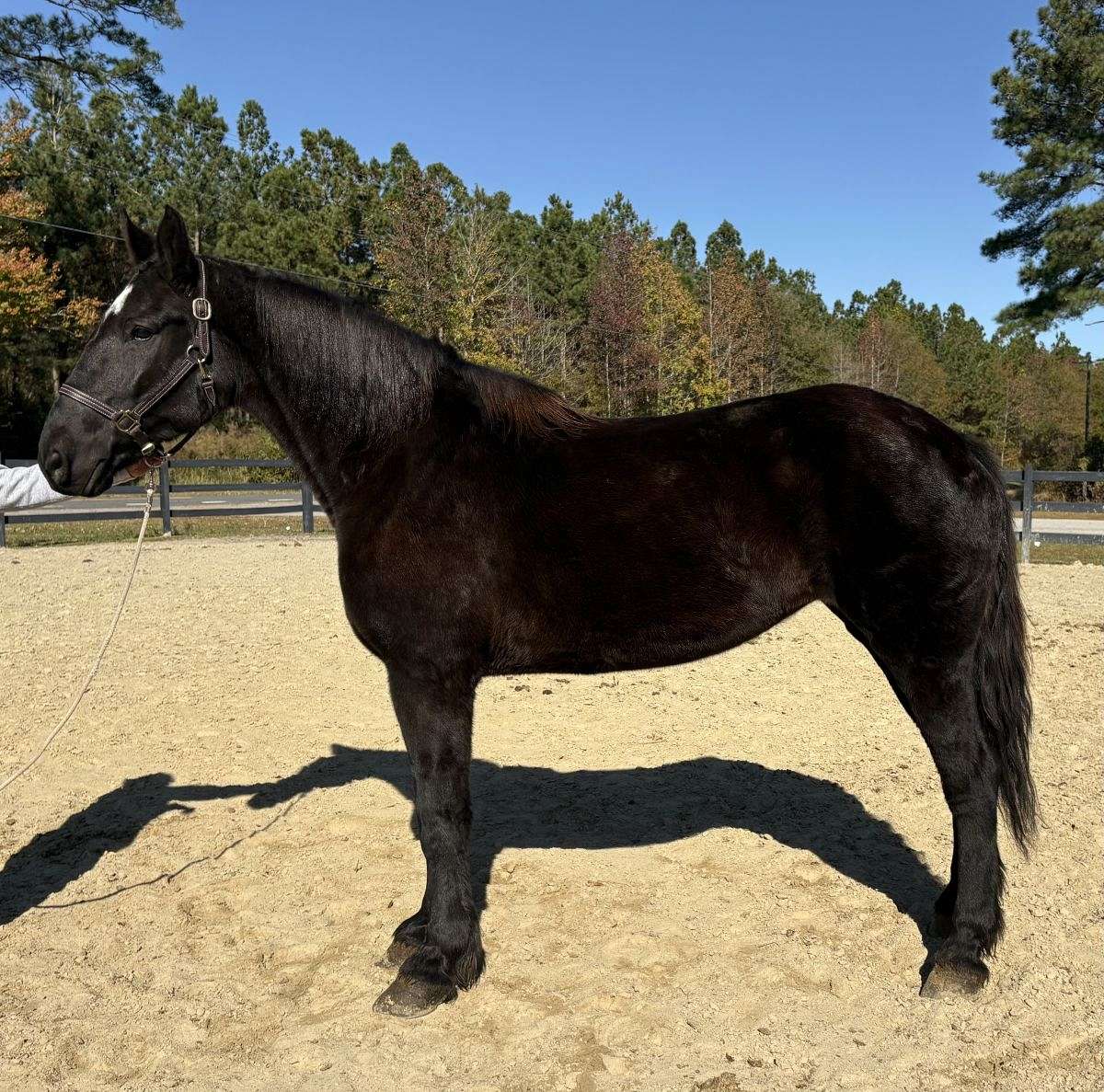 Black Draft Cross Mare