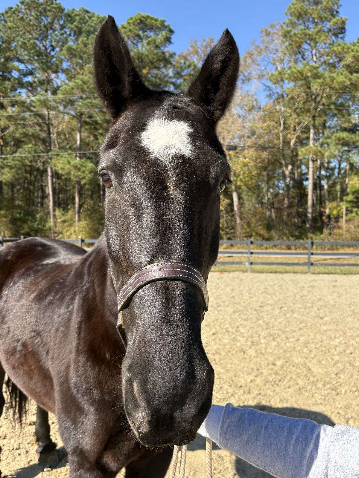 Black Draft Cross Mare