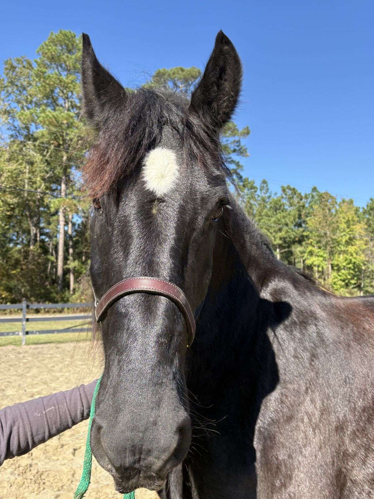 Pretty Percheron Gelding
