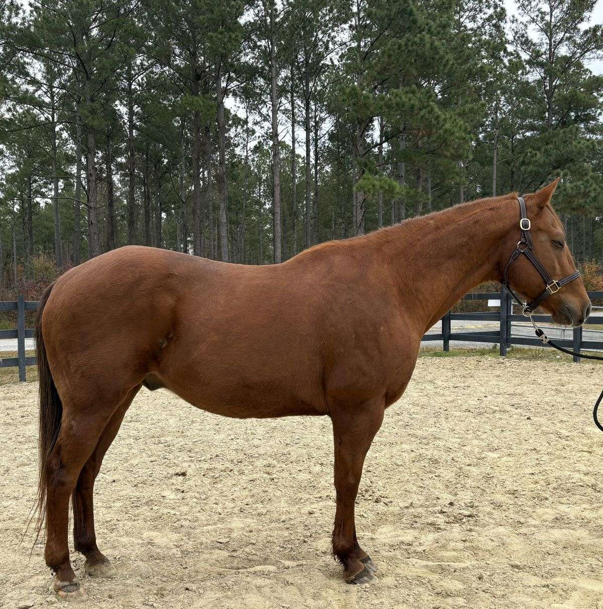 Sorrel Ranch Gelding