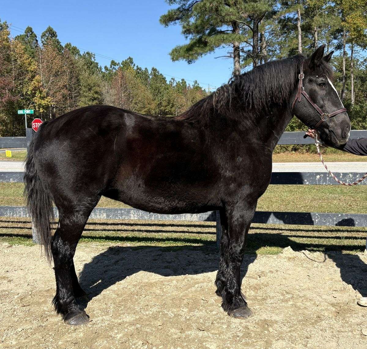 Big Percheron Mare