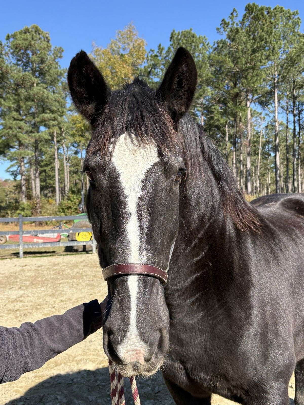 Big Percheron Mare