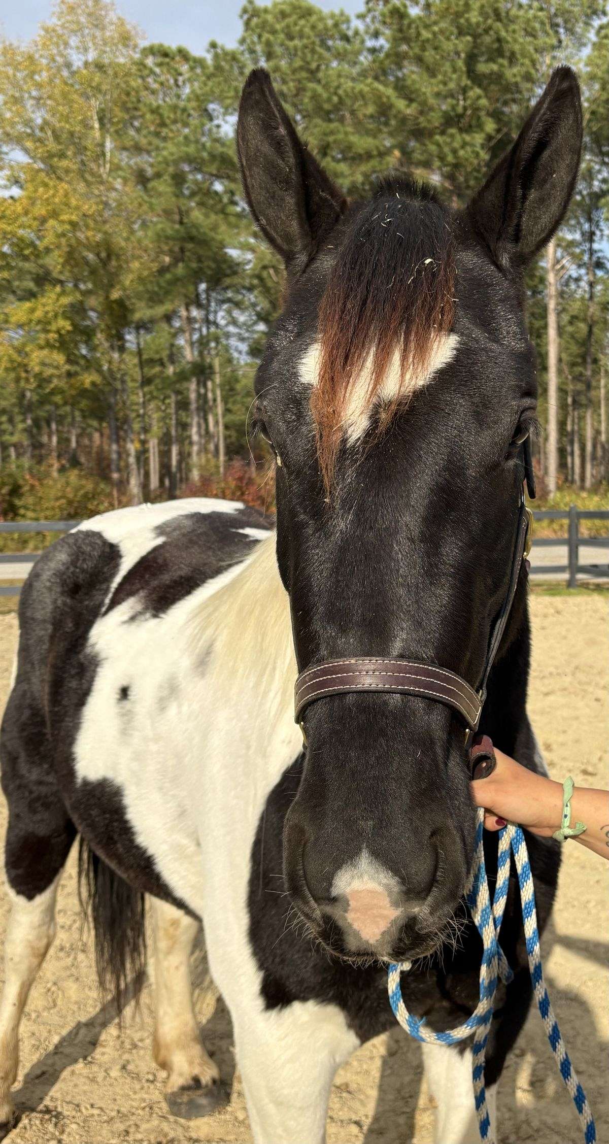 Spotted Draft Mare