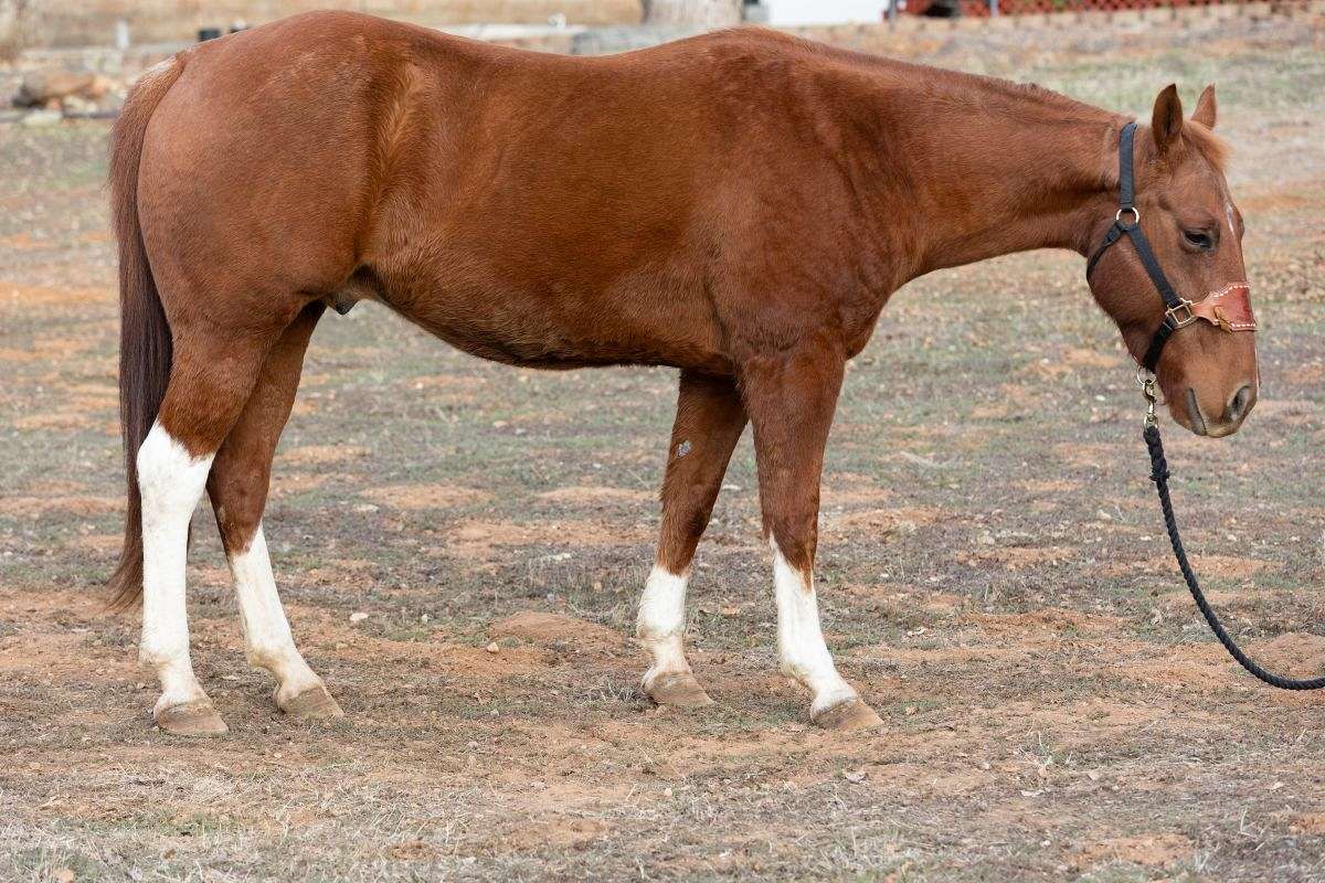 APHA Gelding