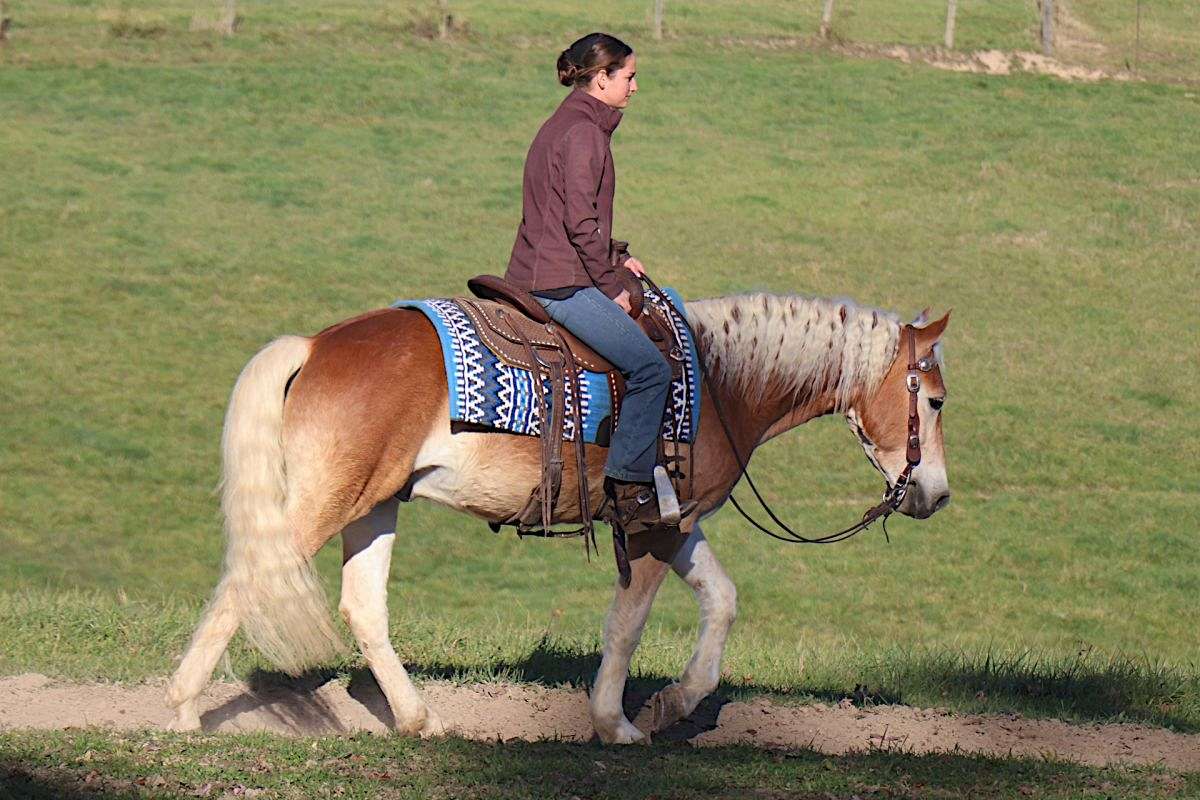 Argan Haflinger Gelding, Trail Riding, Dressage Prospect,