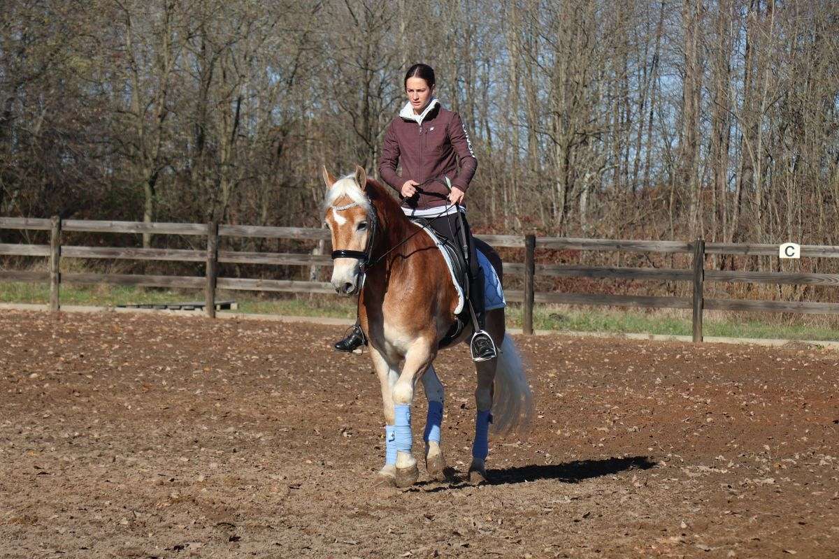 Argan Haflinger Gelding, Trail Riding, Dressage Prospect,