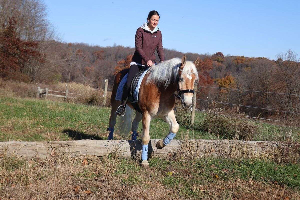 Argan Haflinger Gelding, Trail Riding, Dressage Prospect,