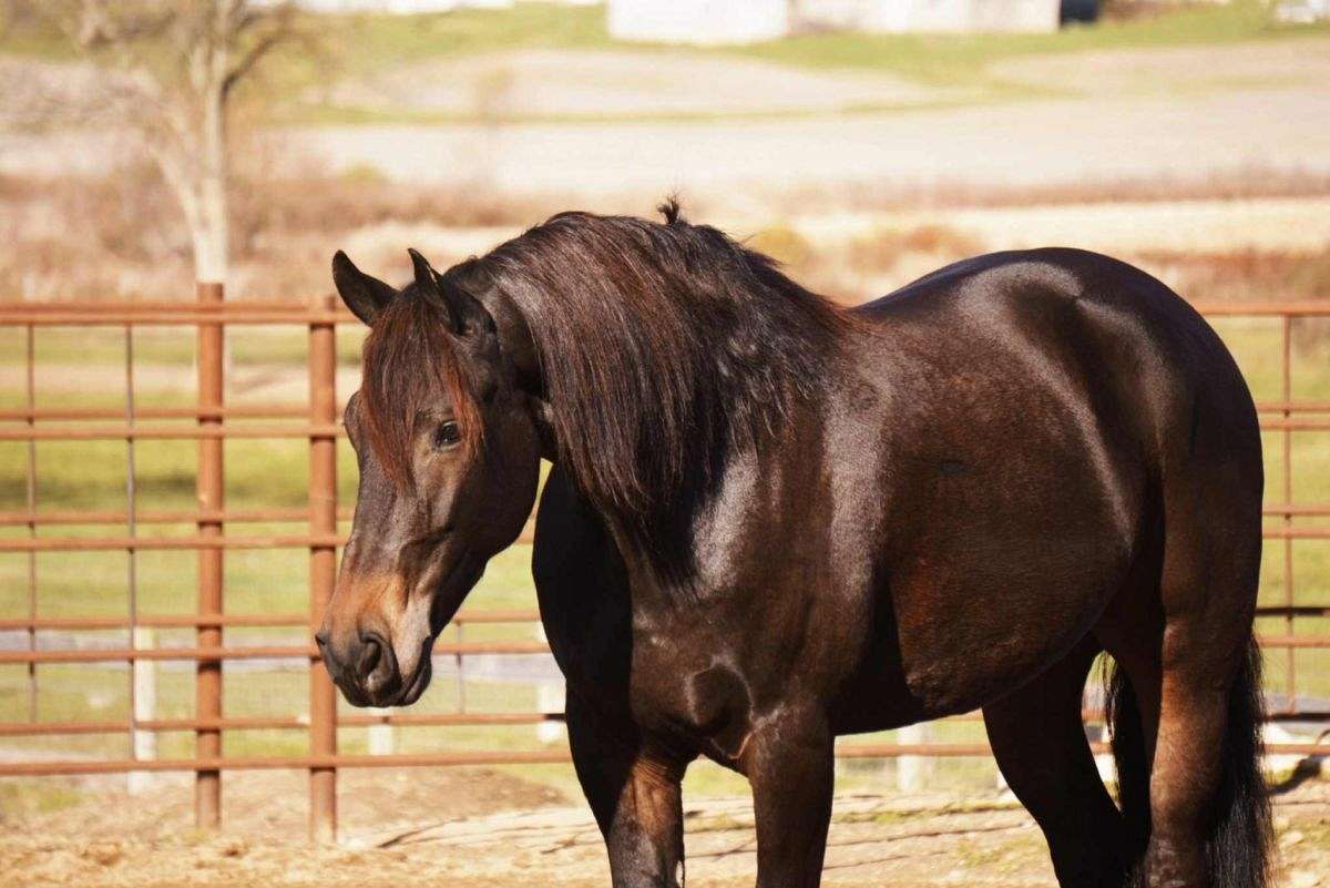 Jasper - the Total Package 5 Yr Old Bay Friesian Draft Cross Gelding!