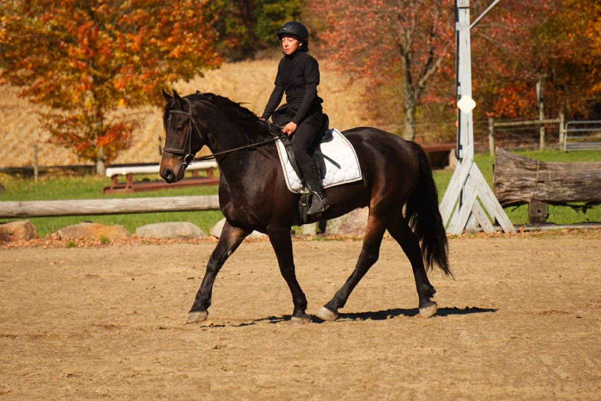 Jasper - the Total Package 5 Yr Old Bay Friesian Draft Cross Gelding!