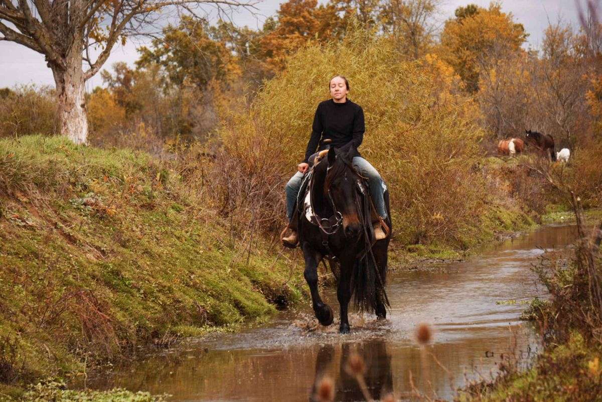 Jasper - the Total Package 5 Yr Old Bay Friesian Draft Cross Gelding!