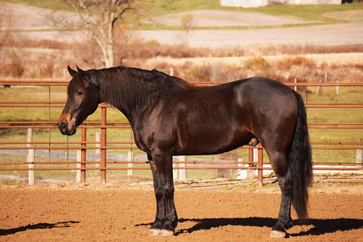Jasper - the Total Package 5 Yr Old Bay Friesian Draft Cross Gelding!