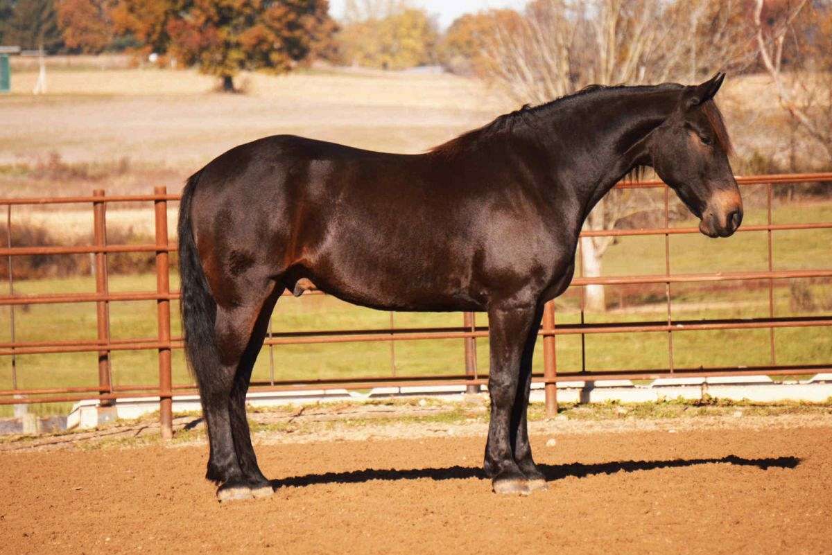 Jasper - the Total Package 5 Yr Old Bay Friesian Draft Cross Gelding!