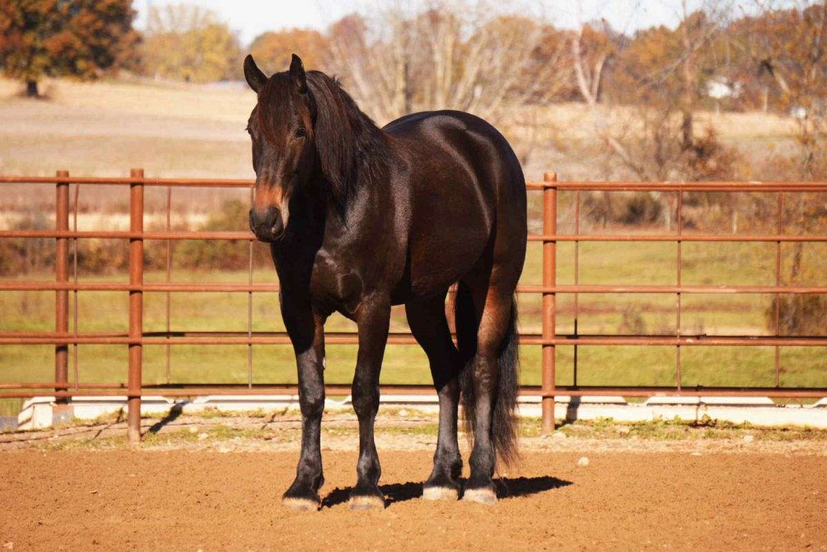 Jasper - the Total Package 5 Yr Old Bay Friesian Draft Cross Gelding!