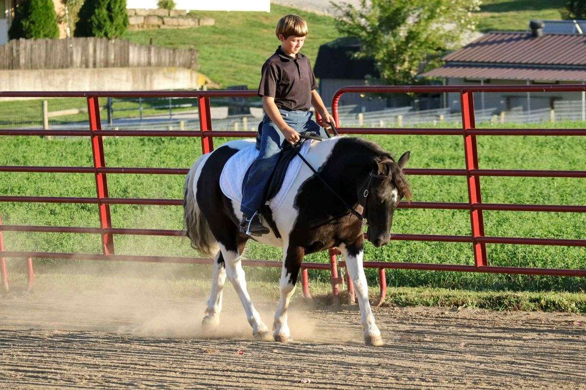 Flash - Kids Pony Deluxe 4 Yr Old Piebald Pony Gelding!