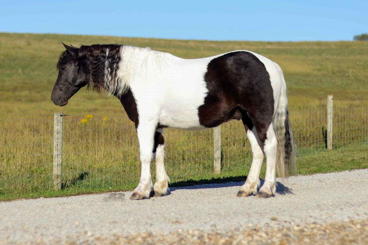 Flash - Kids Pony Deluxe 4 Yr Old Piebald Pony Gelding!
